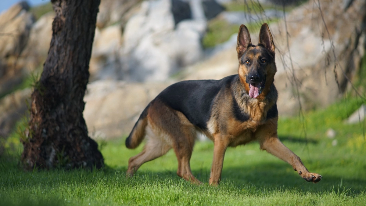 Emergency German Shepherd Veterinarian Orange County 24/7 Care